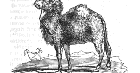 Historic Alleys: The role of camels in the history of trade