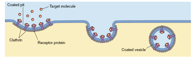 Membrane Transport for Macromolecules ~ Biology Exams 4 U