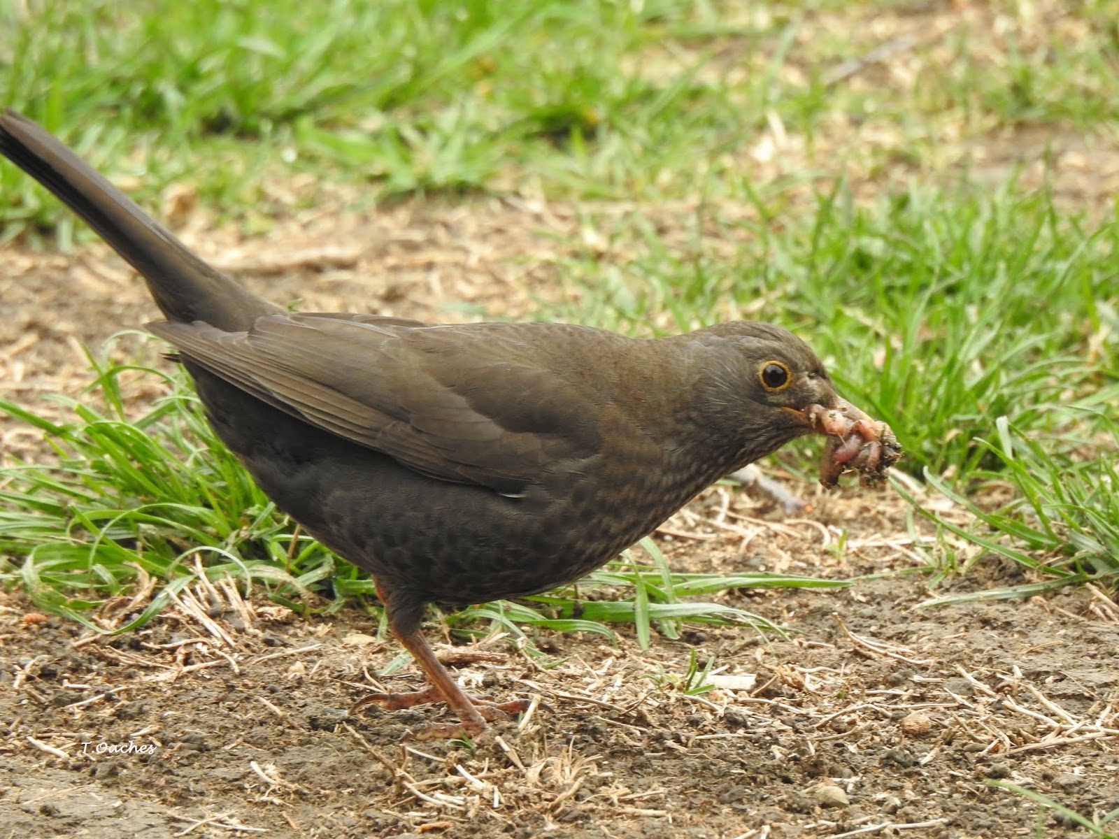 PASARI DIN ROMANIA: MIERLA (1), Turdus merula