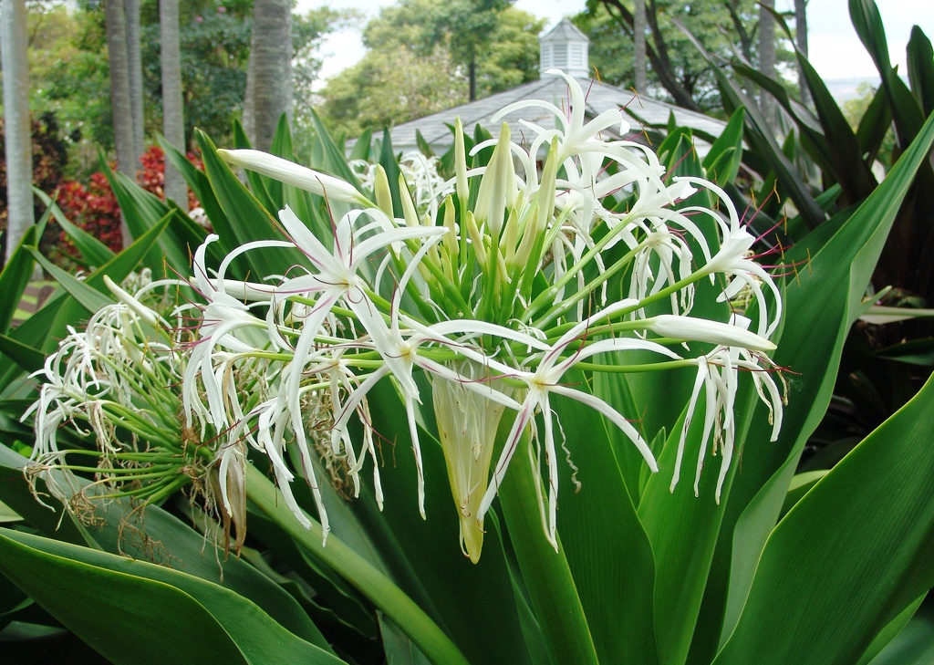 Crinum asiaticum | Pustaka Flora | Database Tanaman Landscape