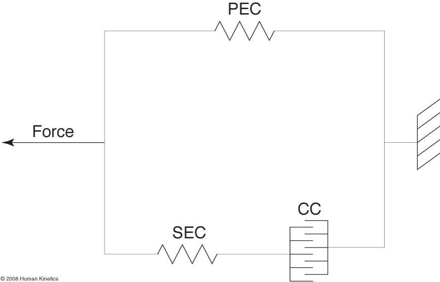 Strength and Conditioning: Plyometrics.....What are they?