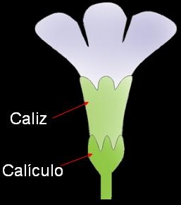 La flor y su estructura: TEMA # 1 EL CALIZ.