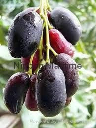 {UAH} Buganda make Wine from Jambura ~ Ugandans At Heart (UAH)