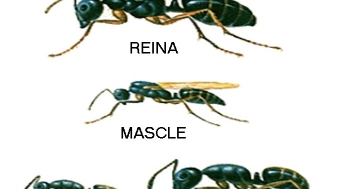 Per què algunes formigues tenen ales?