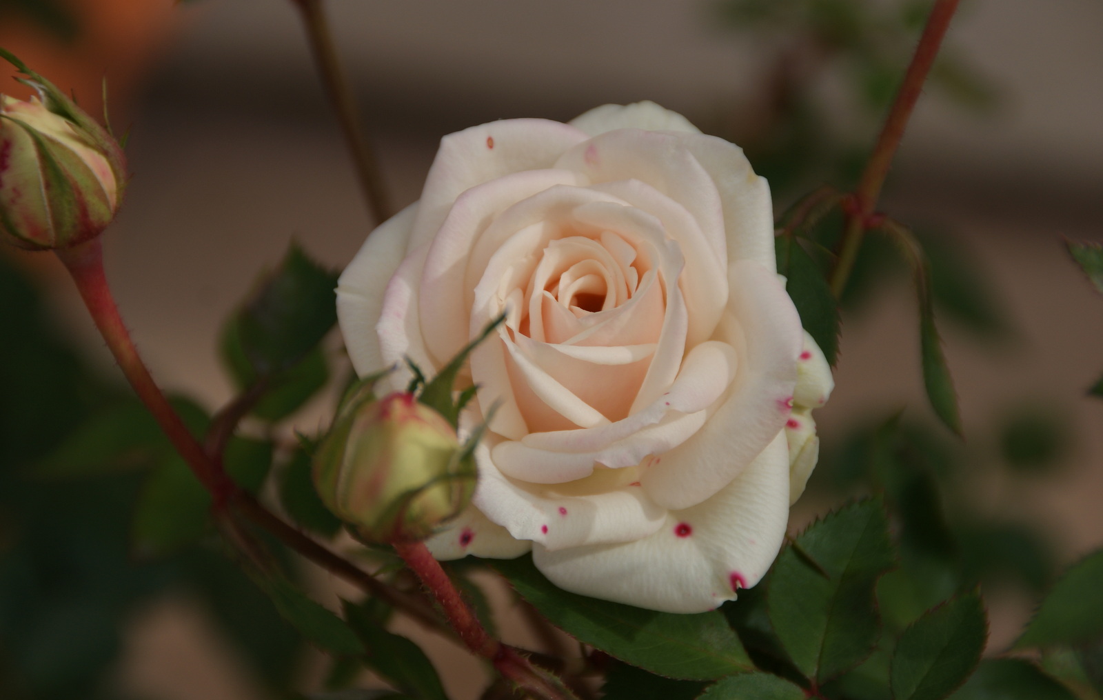 Organic Garden Dreams: December Roses
