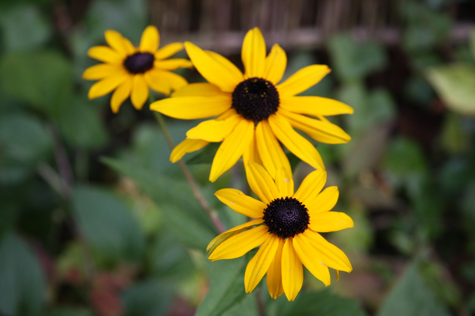 Regnspovehaven: Gul blomst med x faktor