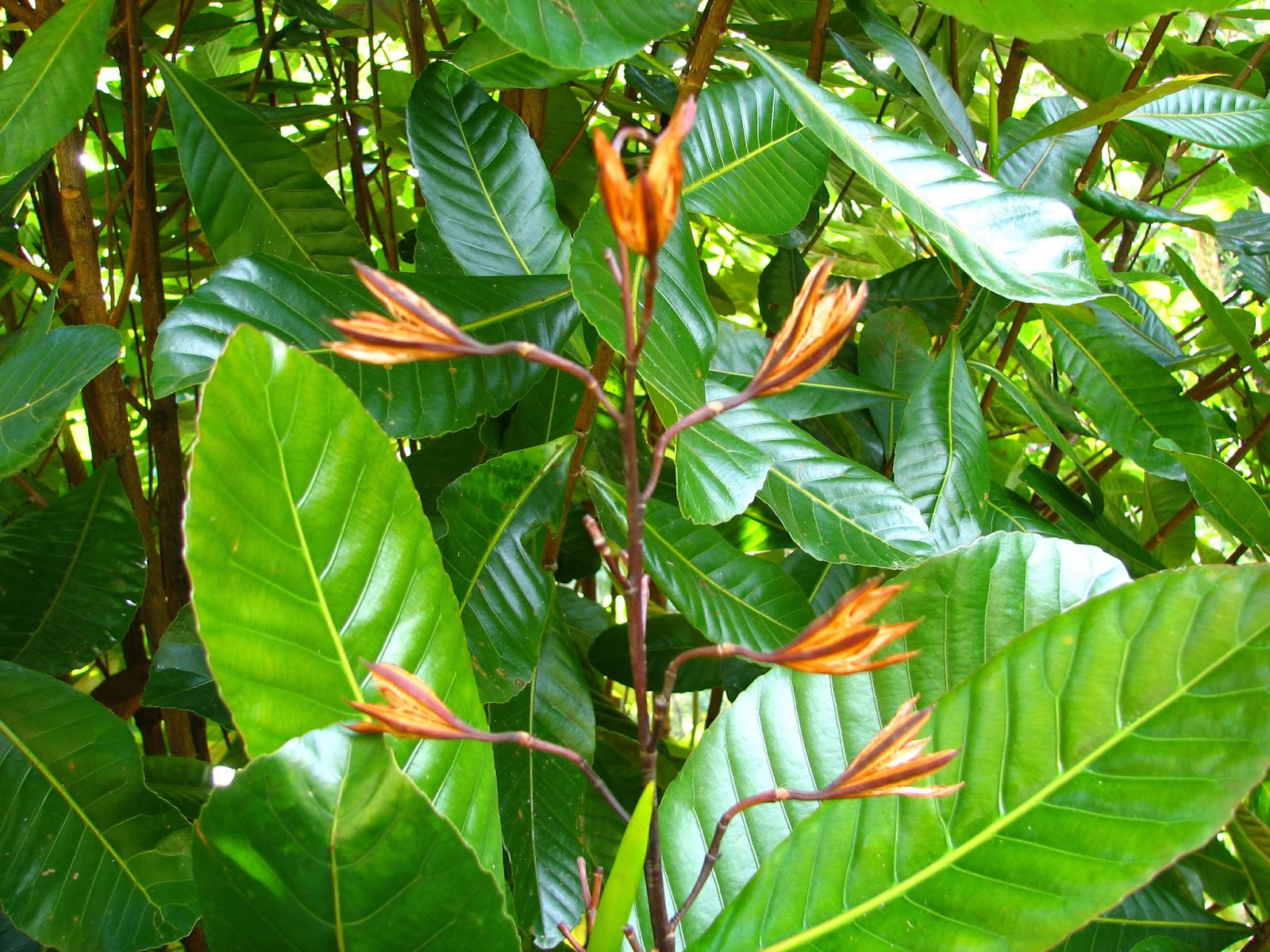 Historia detrás de los árboles: EL CAUNCE