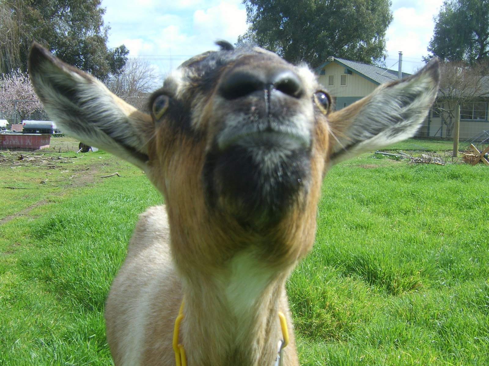 Sierra Pack Goats Blog: Here are the current four goats which make up ...