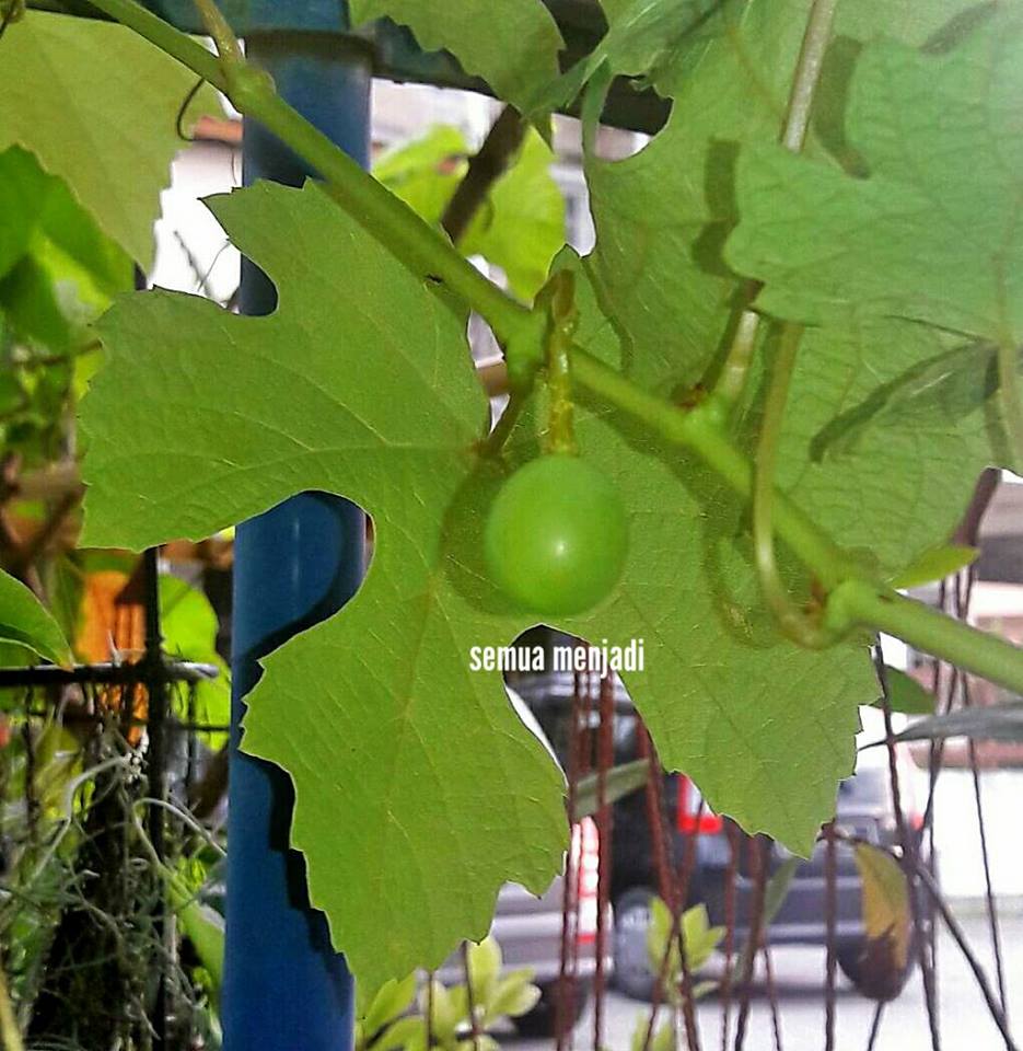 Semua Menjadi: Anggur Isabella nan Sebiji