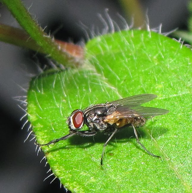 Bug Eric: House Flies