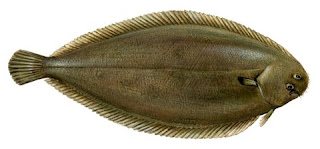 Pasiunea Pescuitului: Limba-de-mare