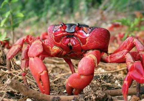 Canlılar aləmi: Xərçəngkimilər sinfi