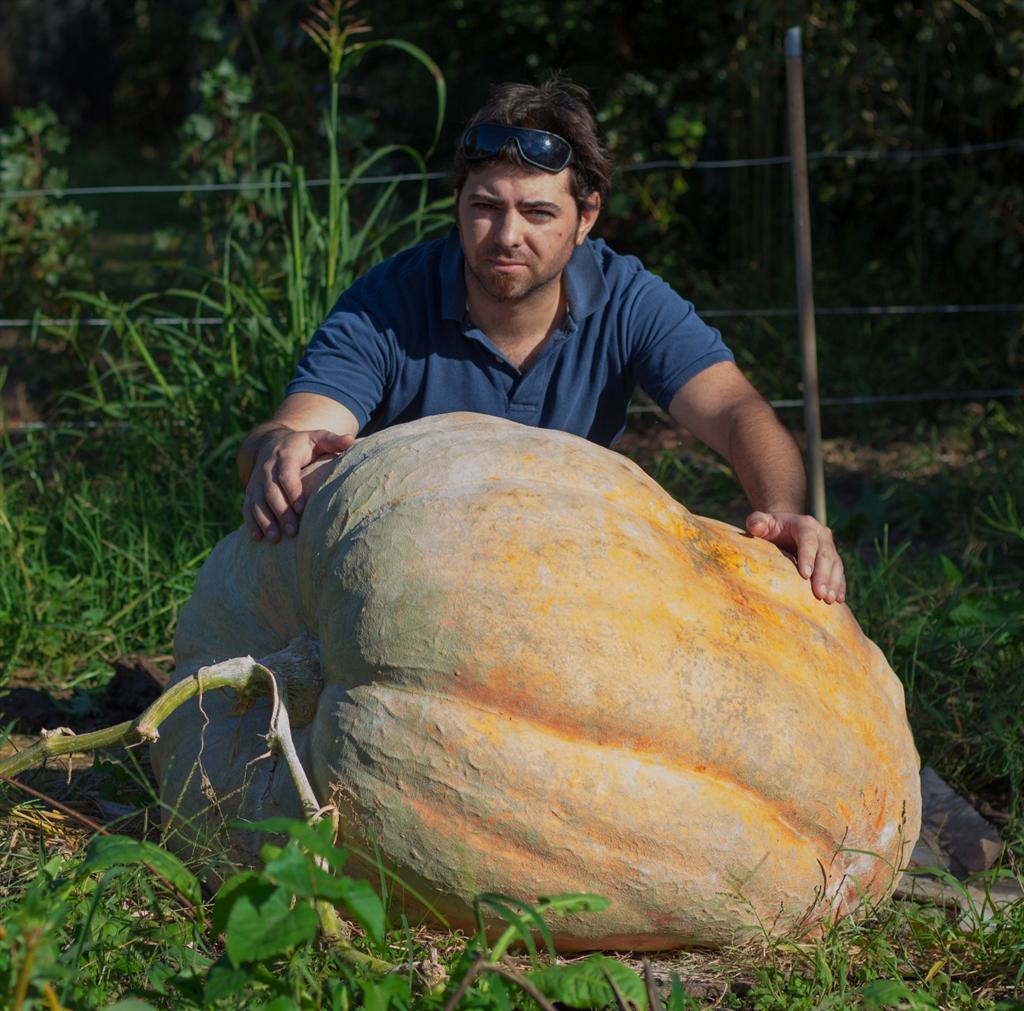 COMO CULTIVAR CALABAZAS GIGANTES
