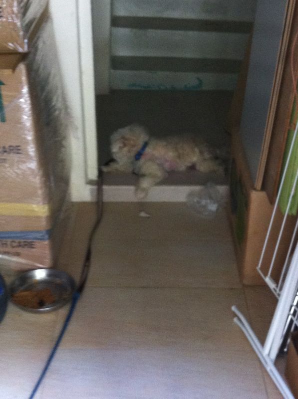 HOPE Dog Rescue: When Jack Met Julie