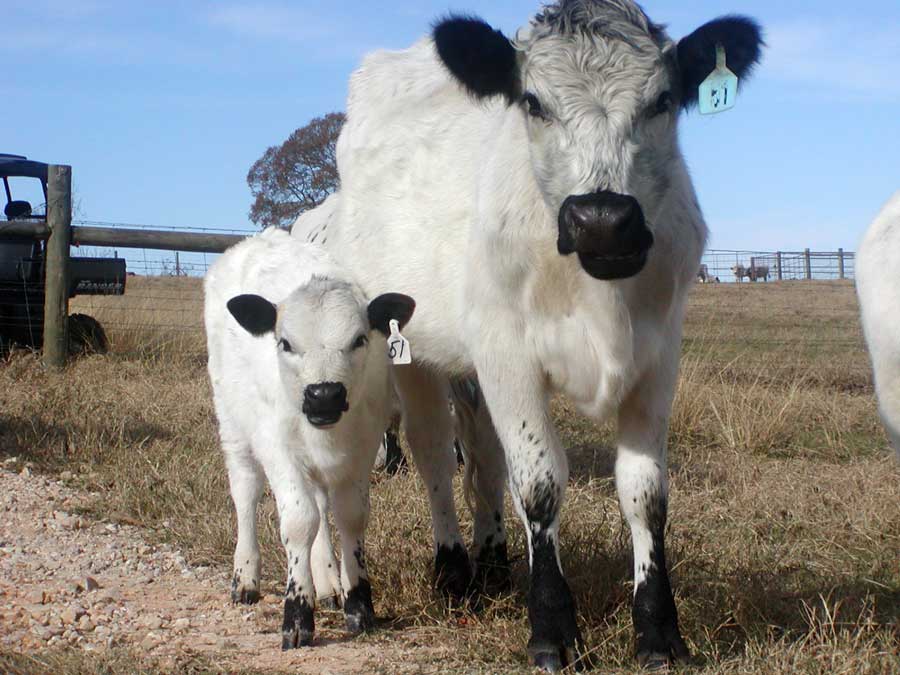 British White Cattle in Southeast Texas - JWest Cattle Company: A ...