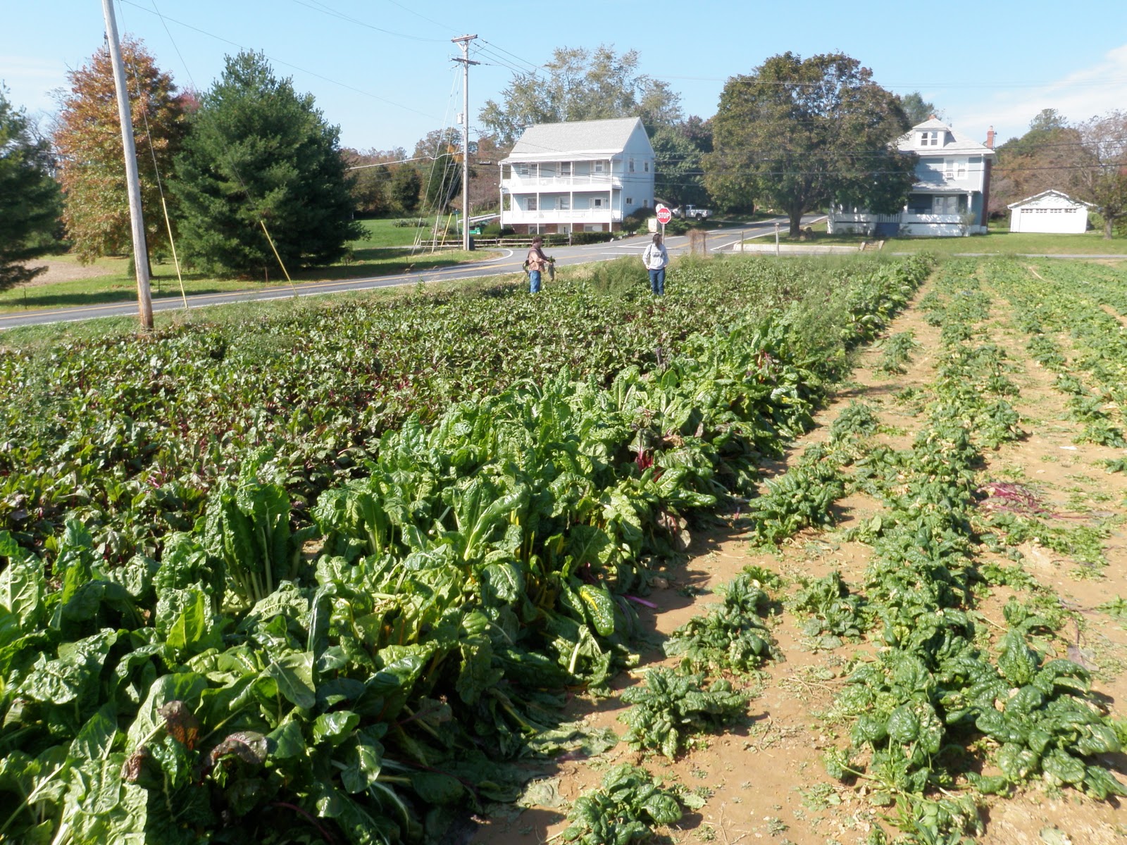 Adventures in Container Gardening (and Local Eating): Visit to ...