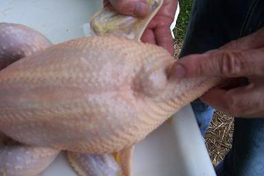 How ToButcher A Chicken: Step 4Loosen The Crop