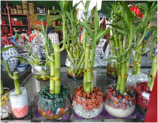 La Doctora De Las Plantas: Consejos para cuidar sus plantas de lucky ...