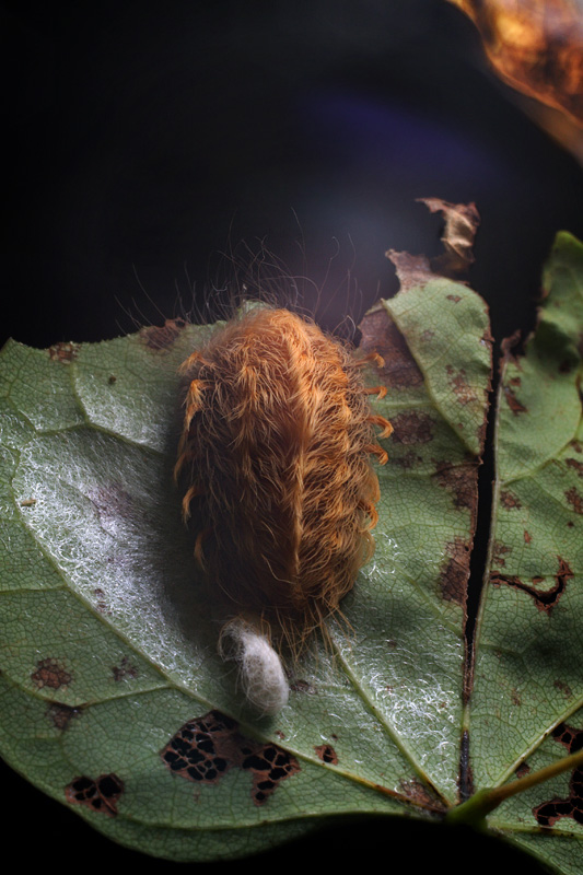 El Blog de Mórdel: Las orugas urticantes (Gusanos quemadores)