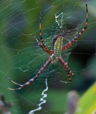 Projects and Photographs: Back Yard Spiders