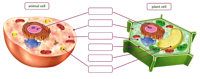 5th Grade - Andrés Segovia: UNIT 1: Cells