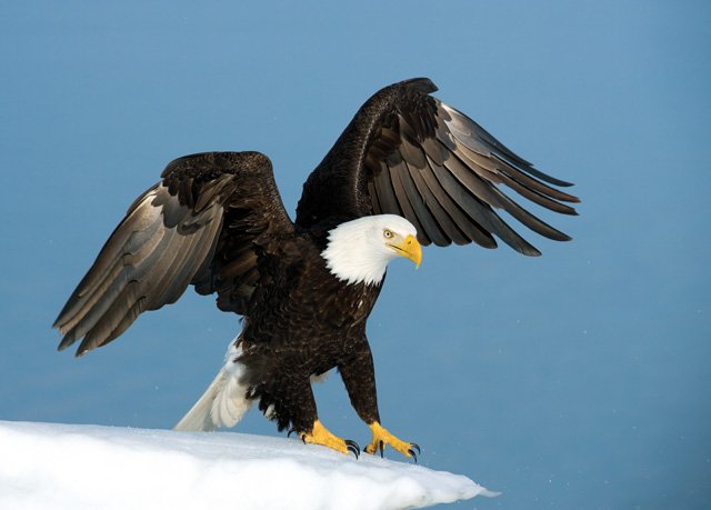 The Bald Eagle King Of Bird | The Wildlife