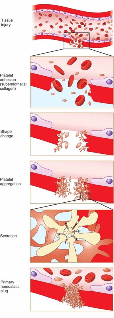 Pass The Class: Primary Hemostasis