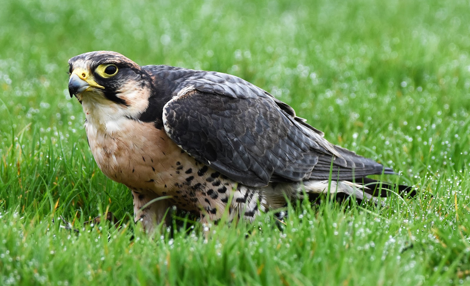 Andrew Robin photography.: Lanner Falcon (Native to Africa)