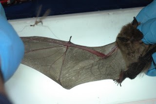 Backyard Beasts: Mist netting for bats!!! PART I