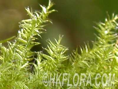 Variety of Life: Isopterygium