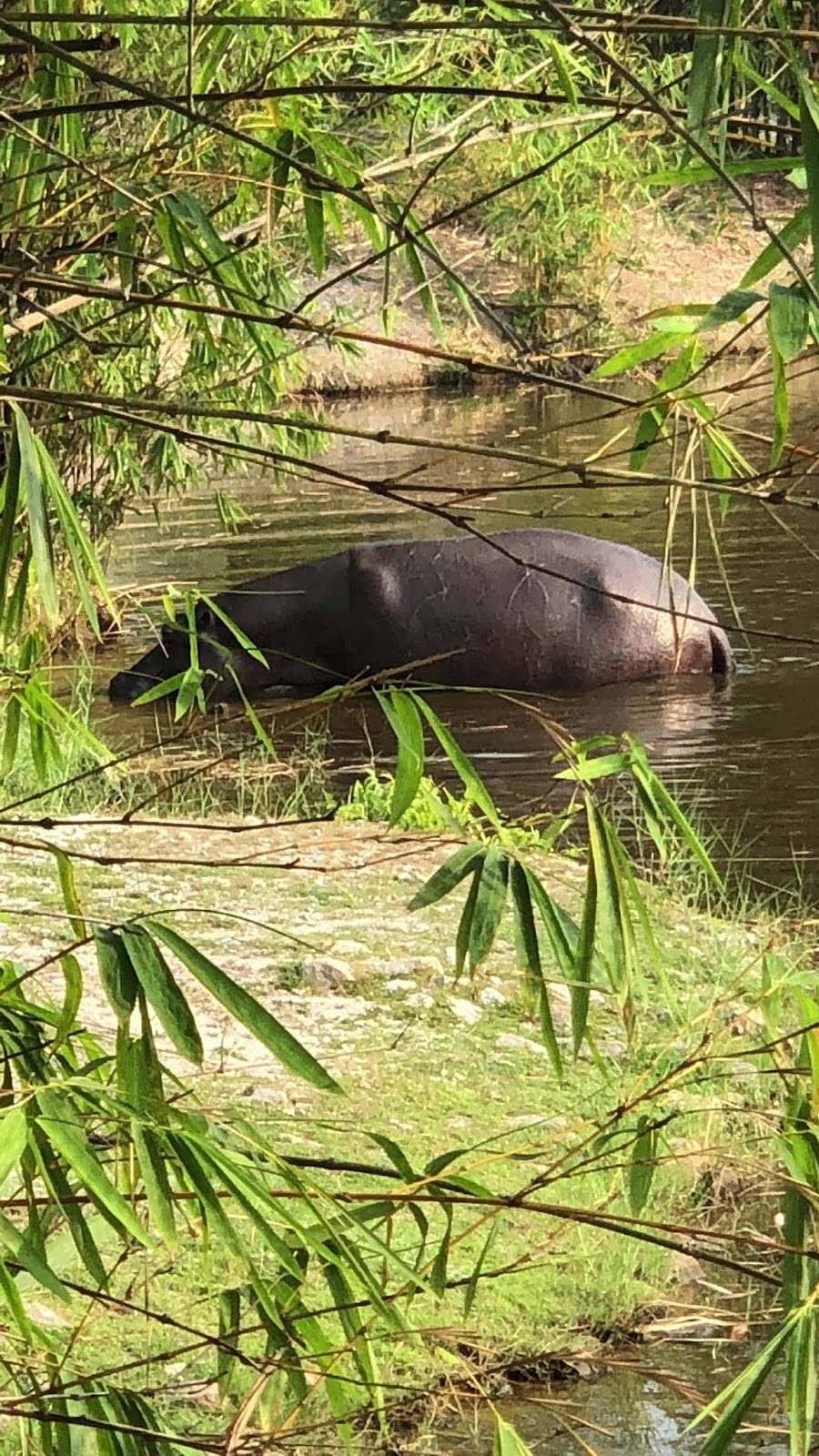 ini cerita kita: Wetland Banting - jumpa badak air