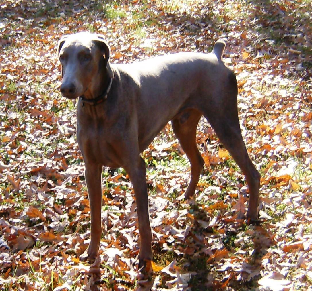 My Dog Leads Two Lives: What Makes Omar Blue and K-9 Town Special?