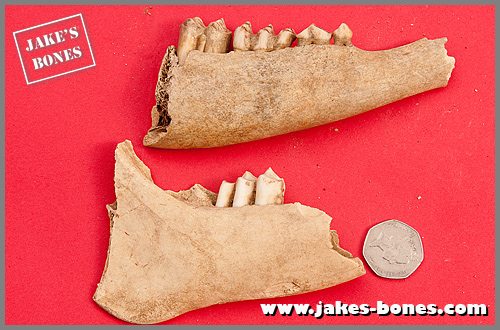 The archeological bones, part 2: the teeth : Jake's Bones