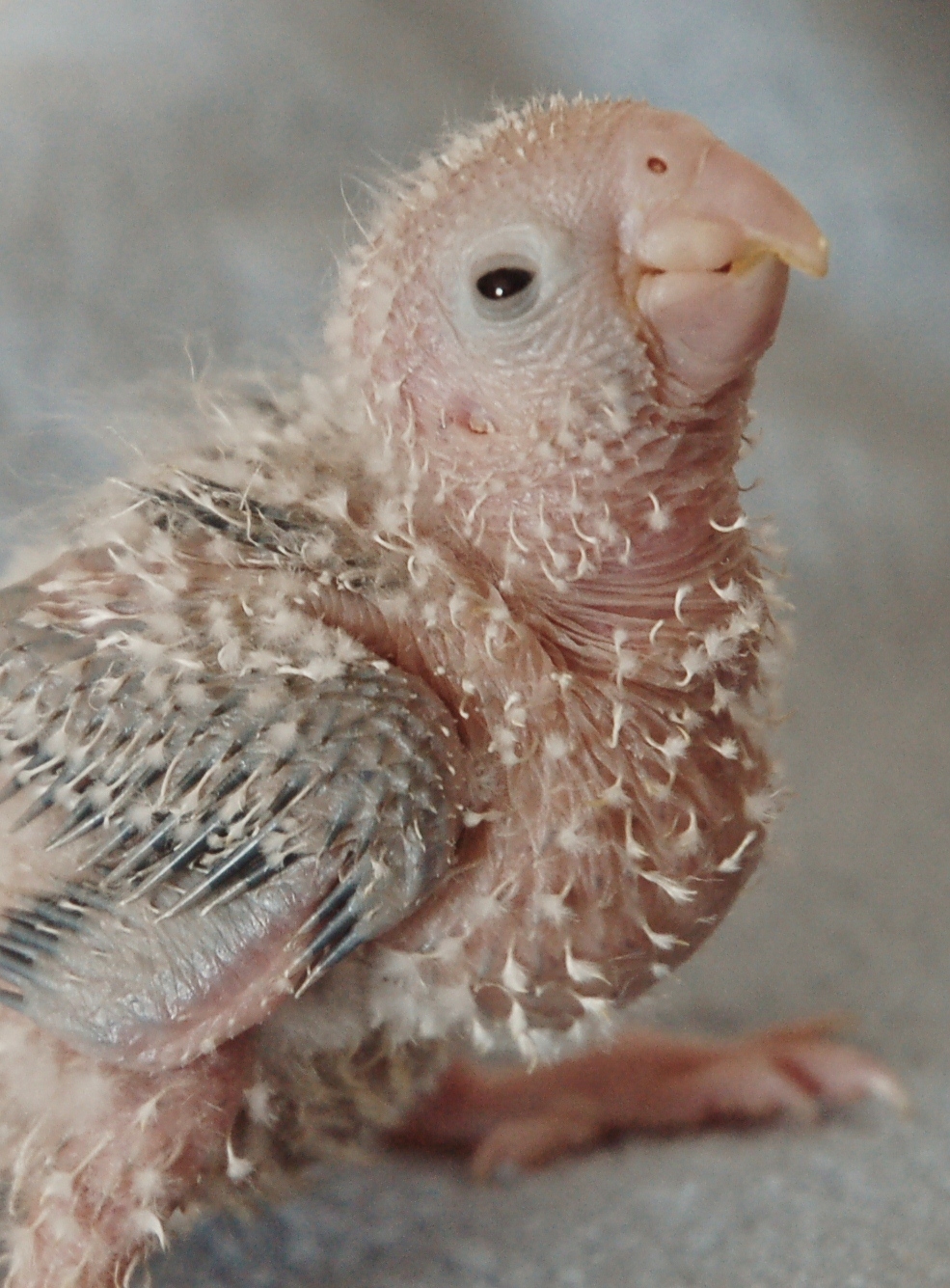 Quaker and Conure Buddies of Illinois: Conure Baby Photo Diary