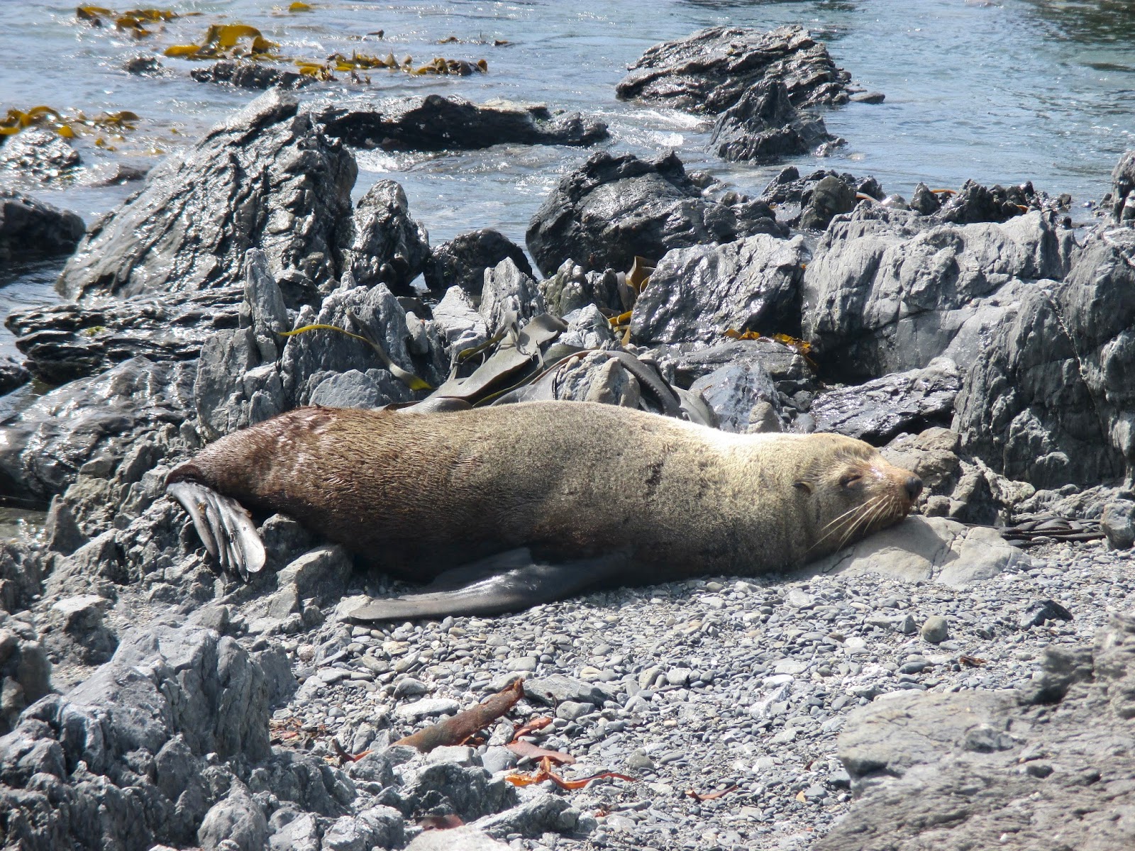 Mercier Kiwi Adventures: Seal Adventure (The Seal Part)
