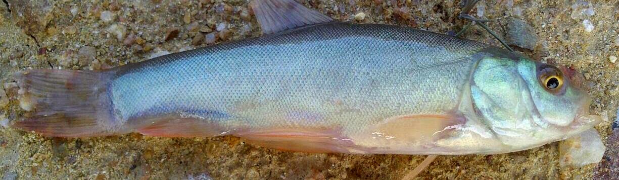 Pescando con Kily: La tenca - Pescando tencas.