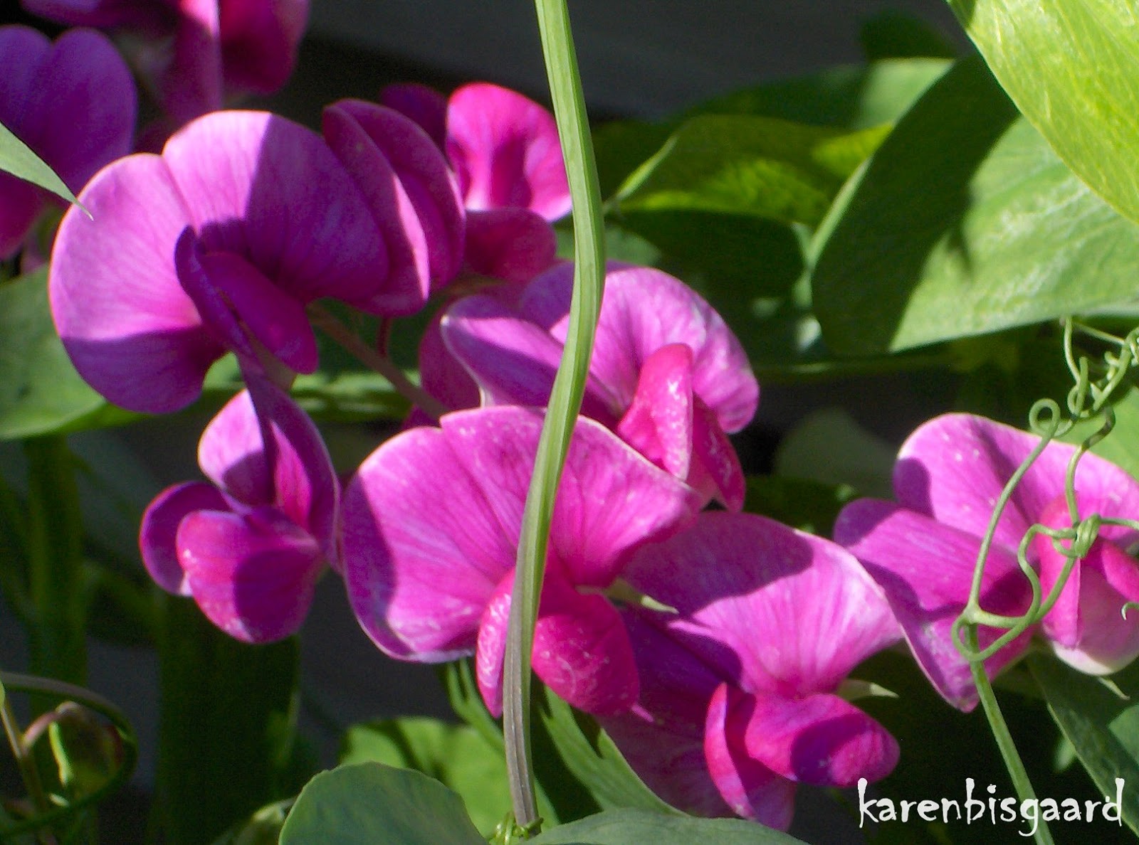 Karen`s Nature Photography: Pink Lathyrus Flowers.