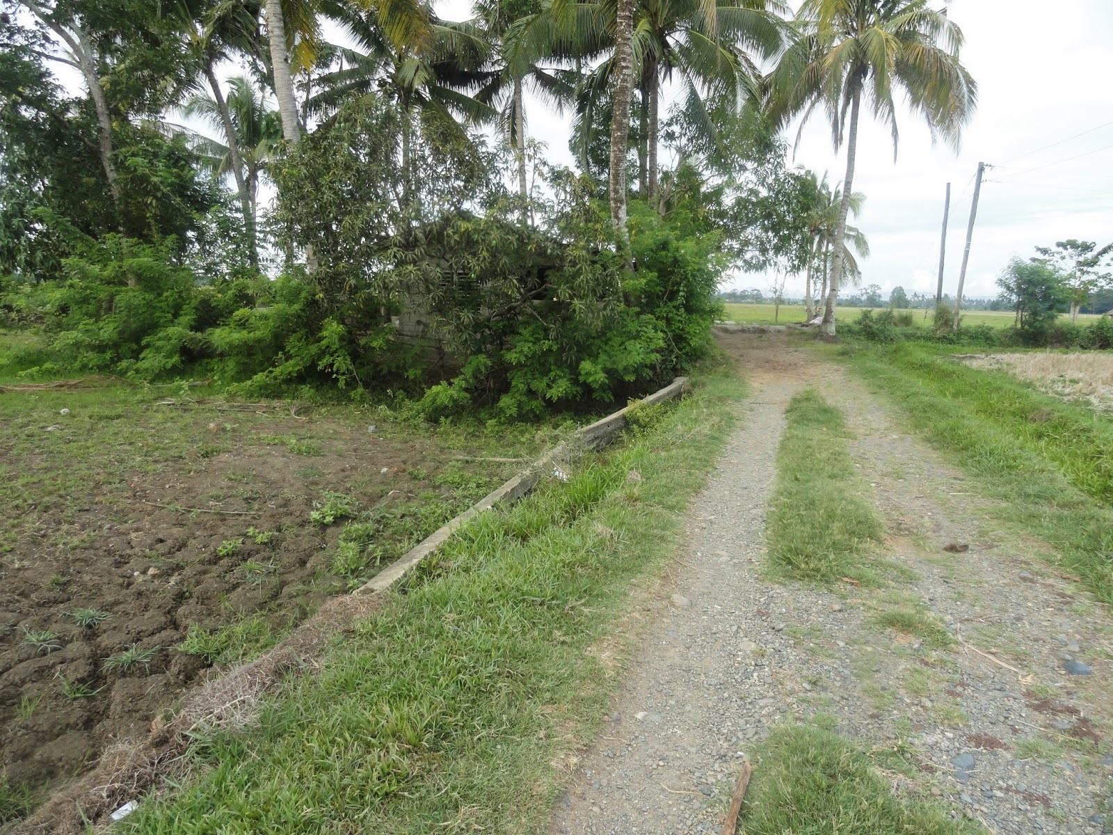 Zamboanga del Sur Properties: FOR SALE: 3 HECTARES IRRIGATED RICE-FIELD ...