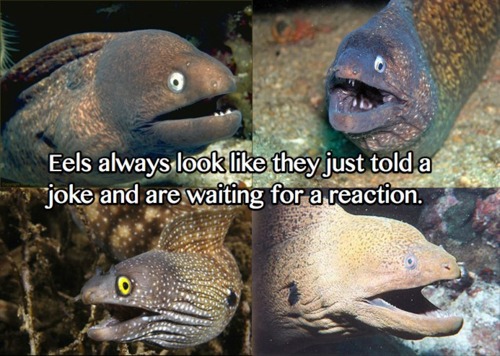 Bad Joke Eel