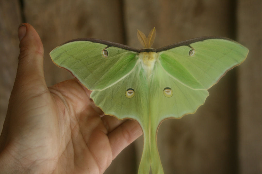 The Öko Box: Lunar Moth On My Porch