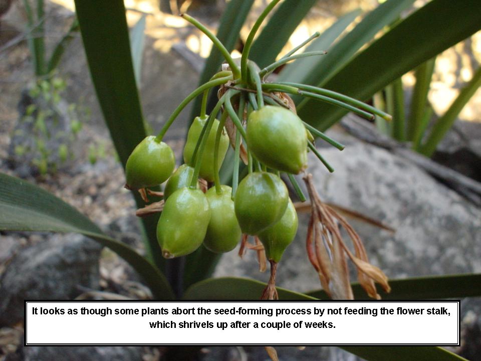 Sharing flower bulb information: Clivia mirabilis - a photographic ...