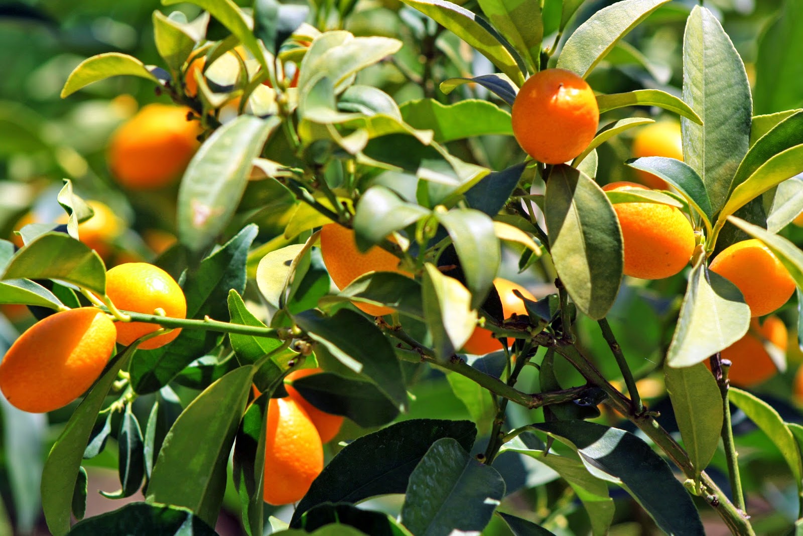 Real Jardín Botánico (Madrid)