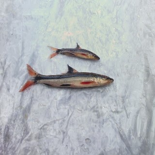 CV.Kalimantan Fish Aquarium: Flying Fox Fish ( Epalzeorhynchos Kalopterus )