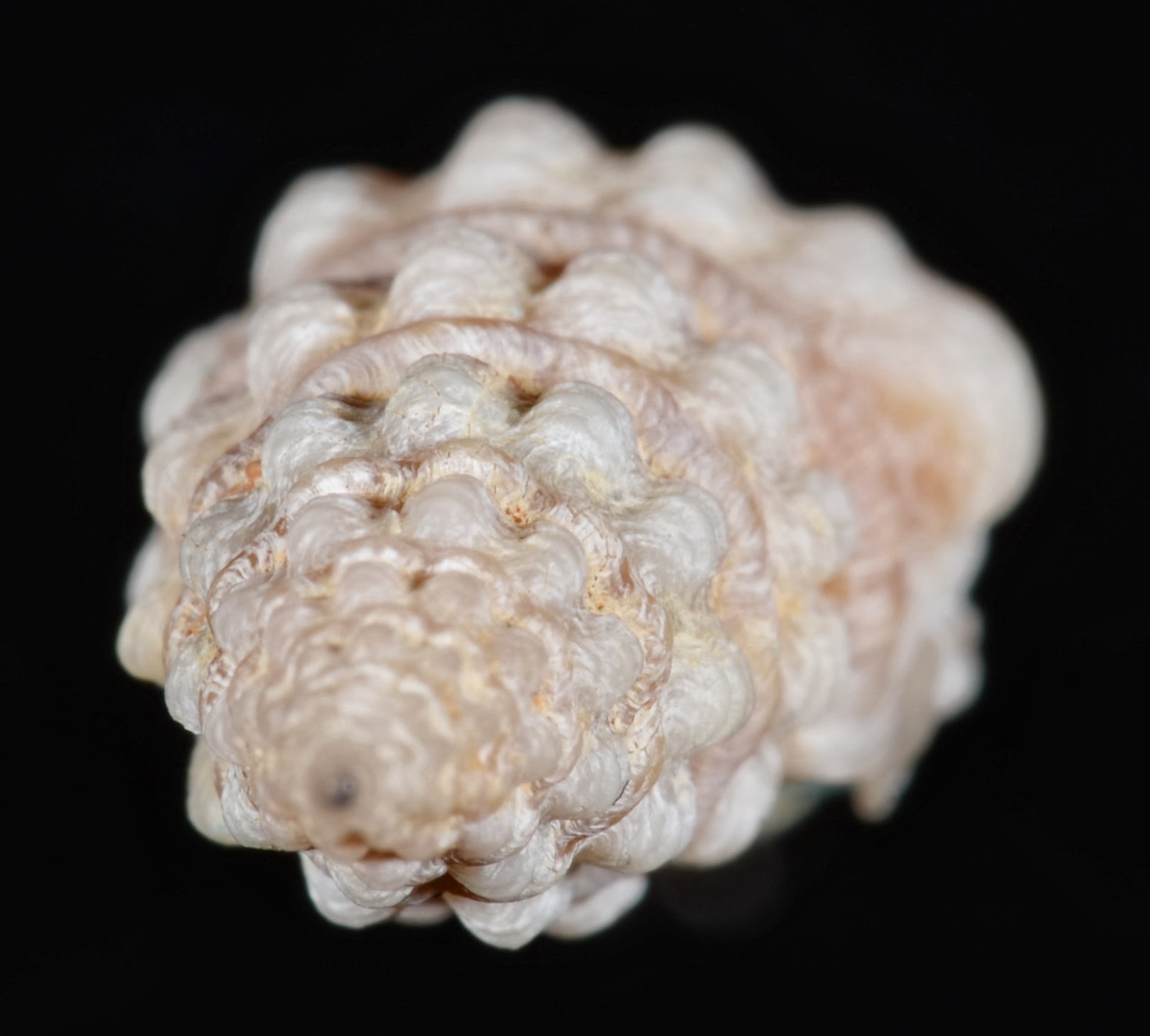 Dr. Lee's Gallery Museum: Turris species 24.56mm