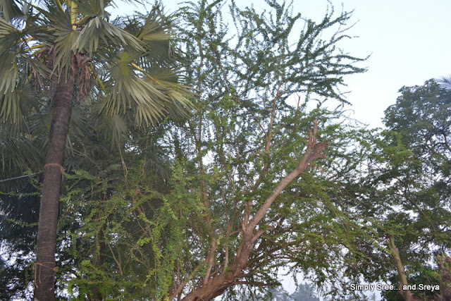 Life in Pictures: Tumma Chettu