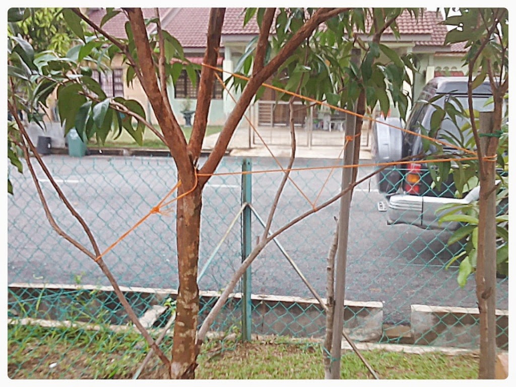 Ini sebuah kisah cinta, dari sekeping hati...: Pokok Gelang Tikus dan ...