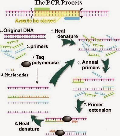 Fun with Biotechnology : PCR
