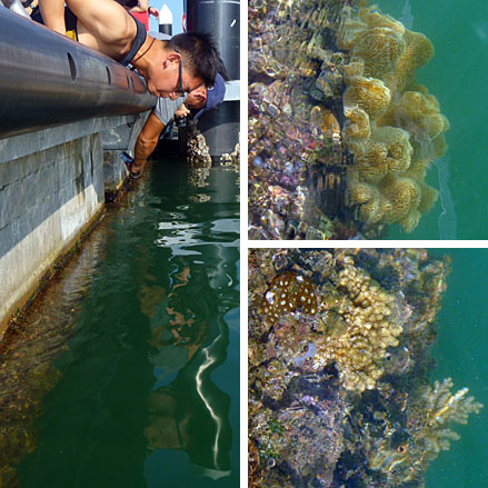 wild shores of singapore: Reefs on Singapore's artificial seawalls!