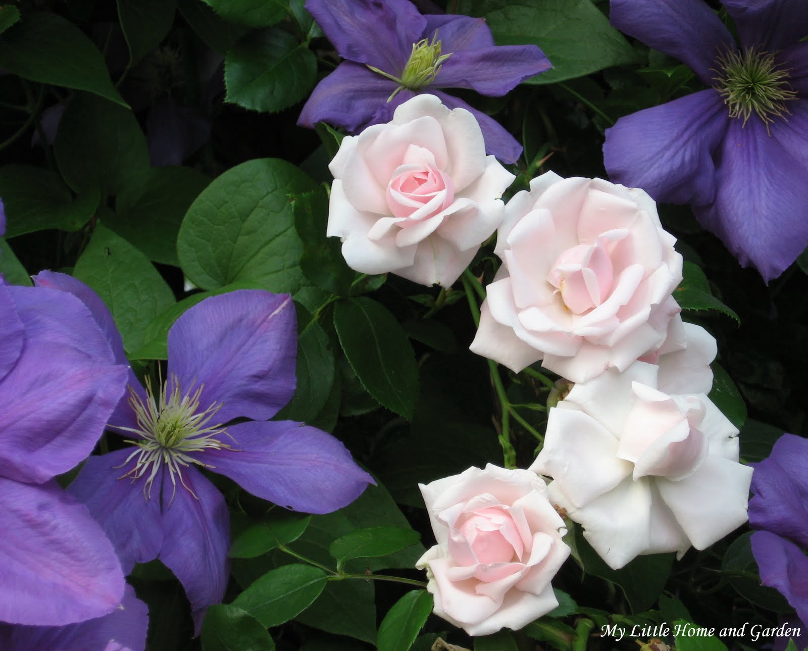 My Little Home and Garden: Arbour Reflections