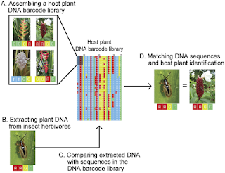 Biodiversity Science: Plant-herbivore networks